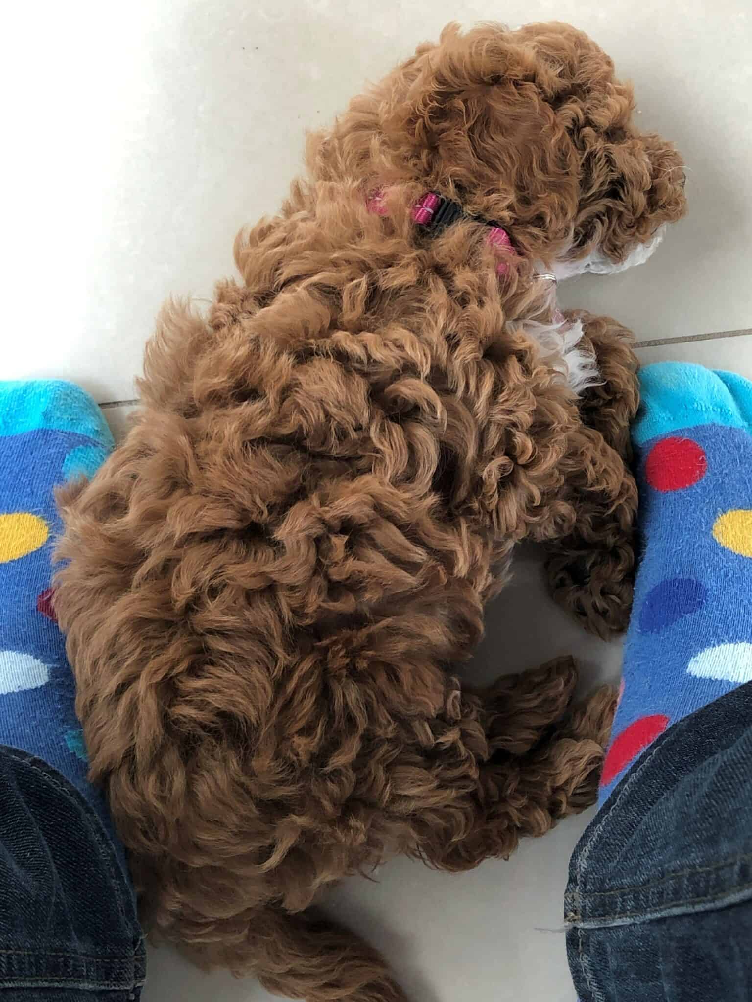 Should you get a Cavapoo Puppy? 6 things to consider – Oodle Dog