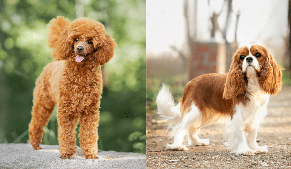 How Big do Cavapoos Get? Size them up with our Size Guide – Oodle Dog